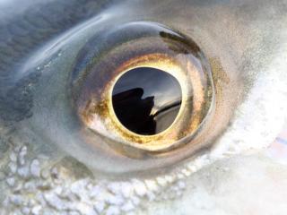 How Fish Use Their Senses - LiveOutdoors