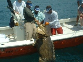 Fish Files: Goliath Grouper - LiveOutdoors