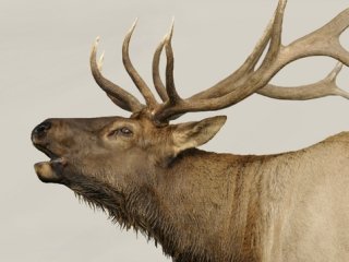 Elk Calls 101 - LiveOutdoors