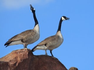 Goose Calls 101 - LiveOutdoors