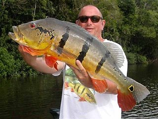 Fish Files: Peacock Bass - LiveOutdoors