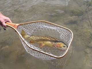How to Choose a Landing Net - LiveOutdoors