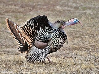 Bag a Late Season Grouchy Gobbler - LiveOutdoors