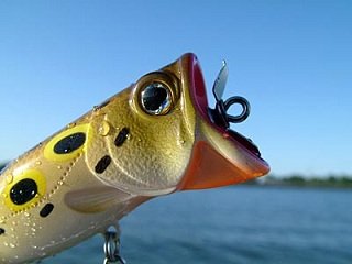 Rules for Topwater - LiveOutdoors