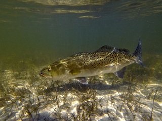 Surfing for Specks with Artificials - LiveOutdoors