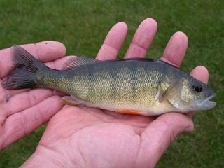 Summer Panfish Tips: Perch - LiveOutdoors