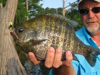 Summer Panfish Tips: Bluegill - LiveOutdoors