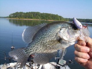 8 Tips for Summer Crappie Fishing - LiveOutdoors