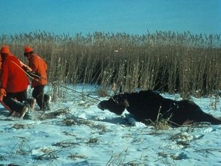 Small Steps for Processing a Big Moose - LiveOutdoors