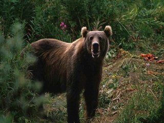 How to Handle a Wounded Bear - LiveOutdoors