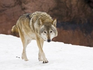 Minnesota Hunters Quietly Killed 400 Wolves This Year - LiveOutdoors