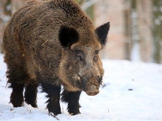 Hog Hunting, 101 - LiveOutdoors