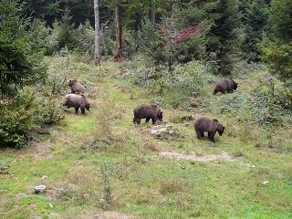 Not Too Late for Spring Bear - LiveOutdoors