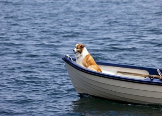 Boating with Pets - LiveOutdoors