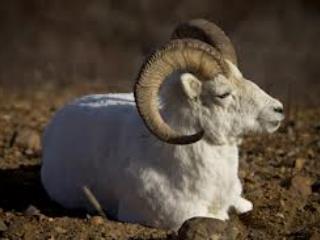 Five Best Tasting Game Animals - LiveOutdoors