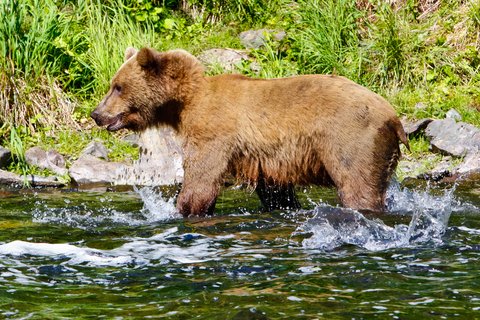 How to Spot a Bear Den Even in Thick Forest - LiveOutdoors