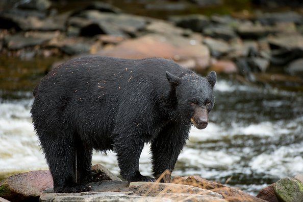 Tips for Basic Black Bear Baiting - LiveOutdoors