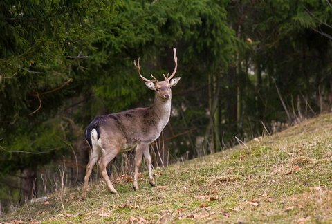 Deer Culling Sparks Controversy Nationwide - LiveOutdoors