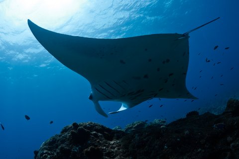Peruvian Fishermen Catch 1-Ton Giant Manta Ray - LiveOutdoors