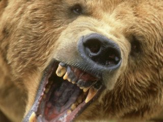 Top 7 Deadliest Animal Bites - LiveOutdoors