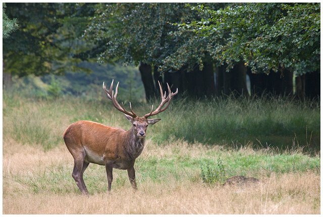 How Wildlife Photography Improved My Hunting - LiveOutdoors