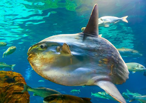 Indonesian Fishermen Find Giant Sunfish - LiveOutdoors