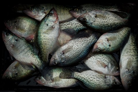 Use a Float for Summer Crappie - LiveOutdoors