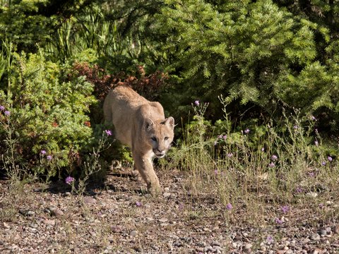 How to be Mountain Lion Aware and Survive an Attack - LiveOutdoors