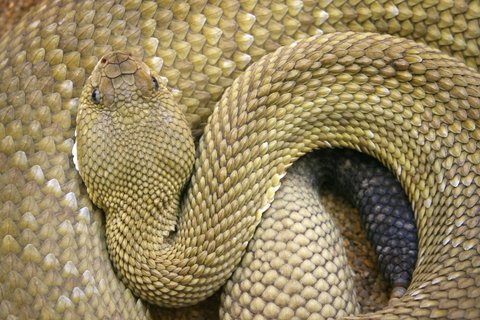 What You Need to Know About Rattlesnakes - LiveOutdoors
