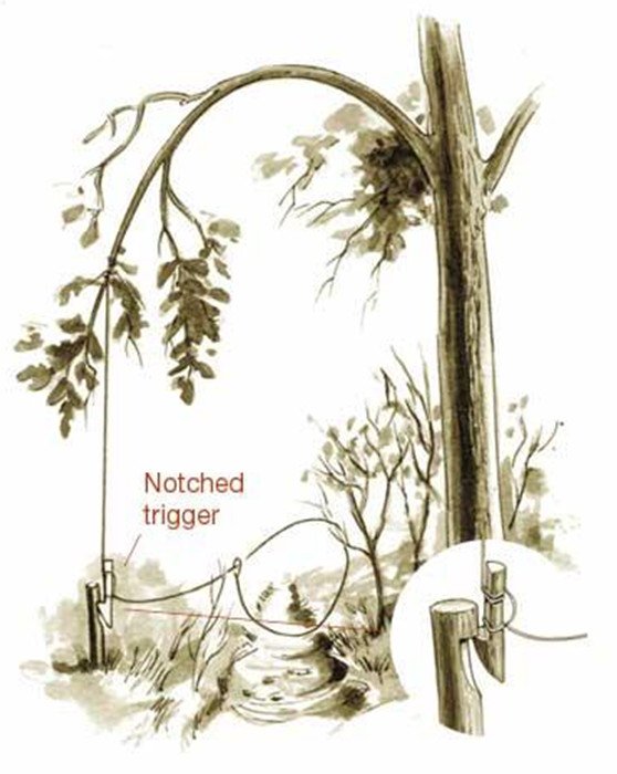 How to Create a Spring Pole Snare Trap - LiveOutdoors