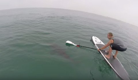 Watch Great White Sharks Circle These Paddleboarders - LiveOutdoors