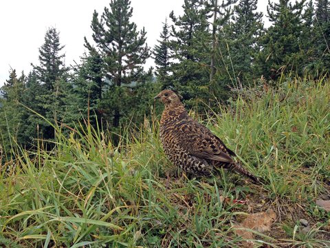 Taking Aim at the Spruce Grouse - LiveOutdoors