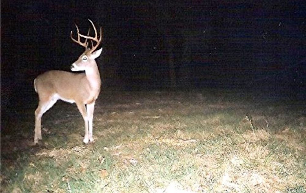 Using a Trail Camera to Find Deer - LiveOutdoors