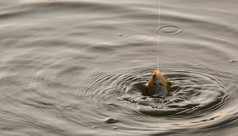 3 Reasons to Use a Drop Shot Rig - LiveOutdoors