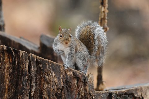 Tips for Taking More Squirrels This Fall - LiveOutdoors