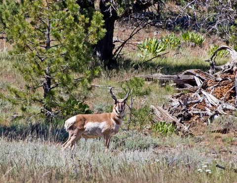 Oregon Grandmother Bags Antelope on 70th Birthday - LiveOutdoors