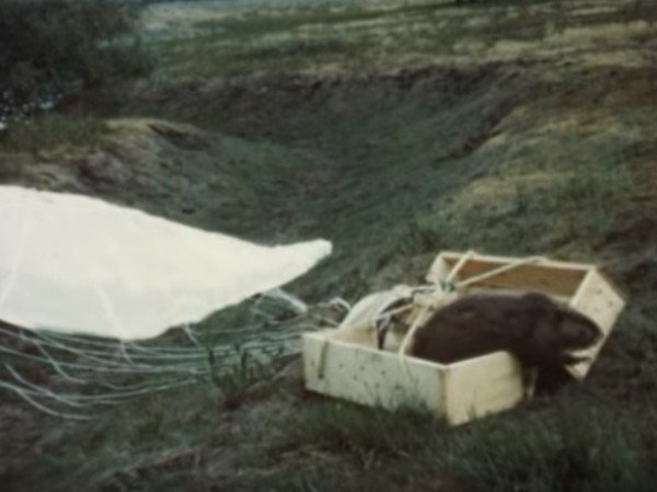 Rediscovered Film Reveals 1950s Beaver Airdrop - LiveOutdoors
