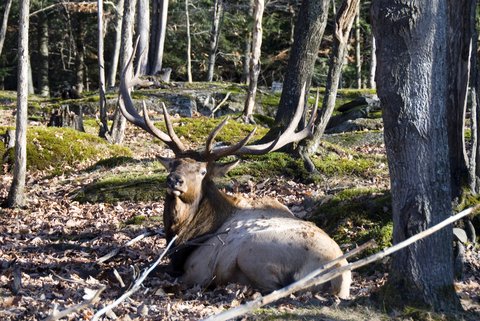 How to Field Dress an Elk - LiveOutdoors
