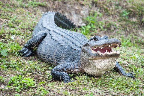7 Steps to Skin and Flesh Out an Alligator - LiveOutdoors