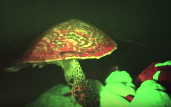 Researchers Spot Rare Glowing Sea Turtle - LiveOutdoors