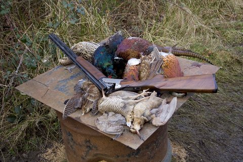Tips for Hunting Pheasant on Public Land - LiveOutdoors