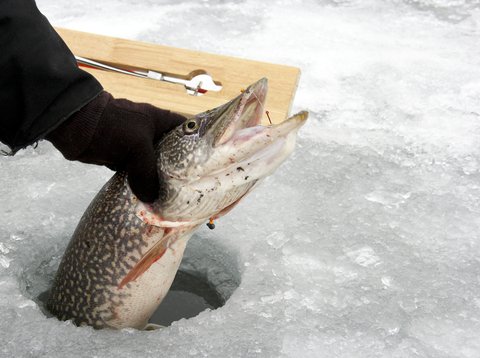 How To Take More Northern Pike This Winter - LiveOutdoors