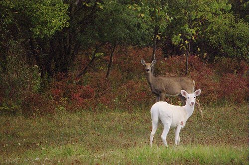 Plan Mounts to Save White Deer at Seneca Army Depot - LiveOutdoors