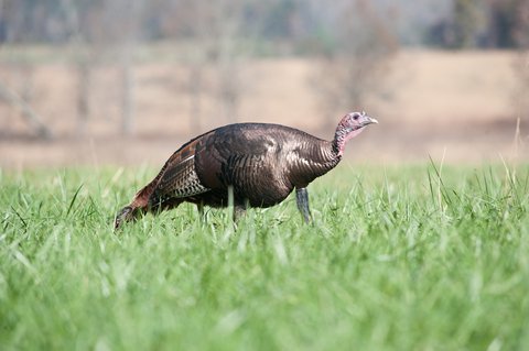 A Beginner's Guide to Turkey Hunting: Guns and Gear - LiveOutdoors