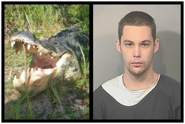 Florida Burglar Gets Eaten By An Alligator - LiveOutdoors