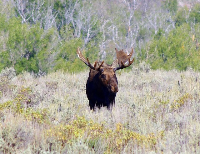 What To Do With Your Record-Breaking Big Game Animal - LiveOutdoors