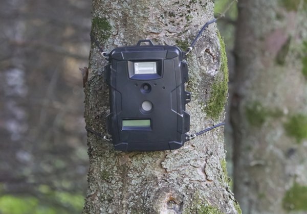 7 Ways to Get the Most Out of Your Trail Cam - LiveOutdoors