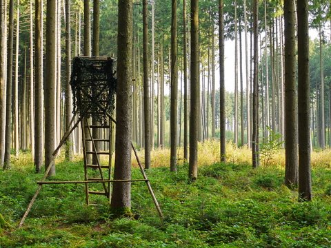 Best Tree Stand Placement Comes from Great Scouting - LiveOutdoors