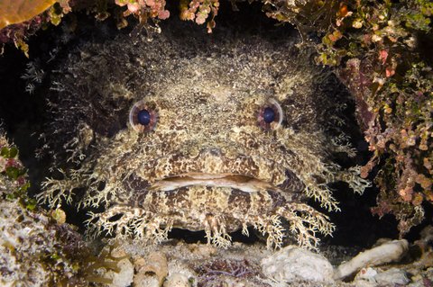 An Ode to the Amazing Toadfish - LiveOutdoors