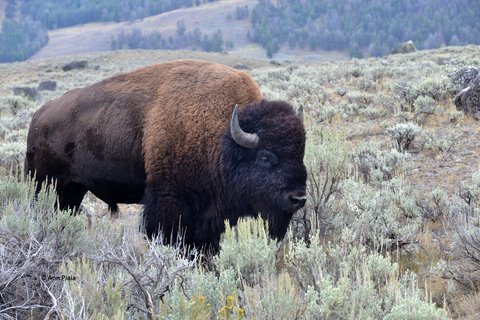Lawmakers Want Hunters Help to Thin Bison Herds at Grand Canyon ...